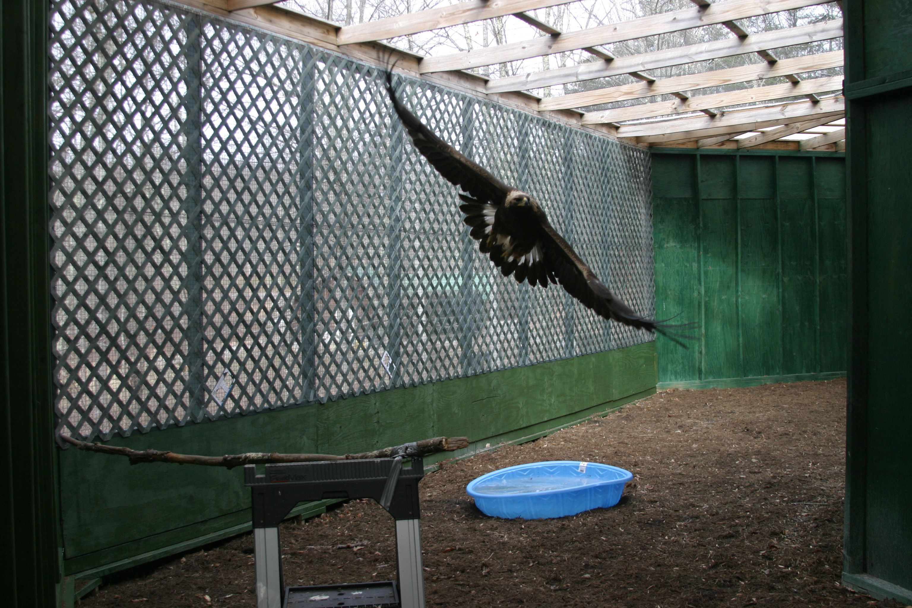 Three Rivers Avian Center – MD Harris Institute