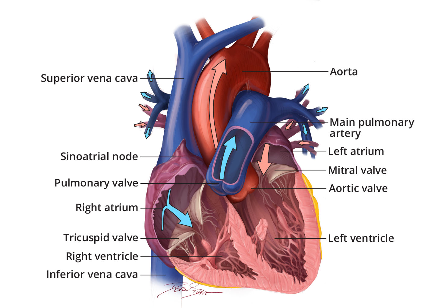 Heart Anatomy NHLBI_Fig01_final02_01 – Action, Education, Medicine, and ...